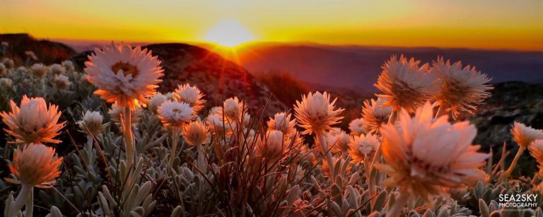 Spring - Destination Jindabyne